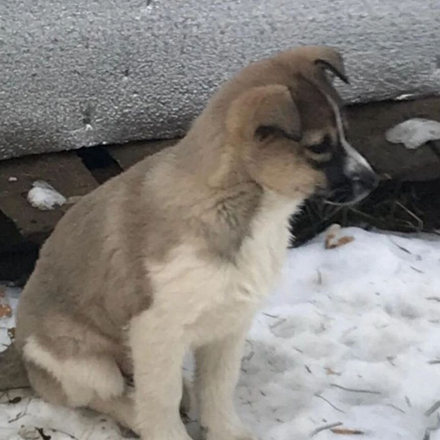 Щеночек замерзает