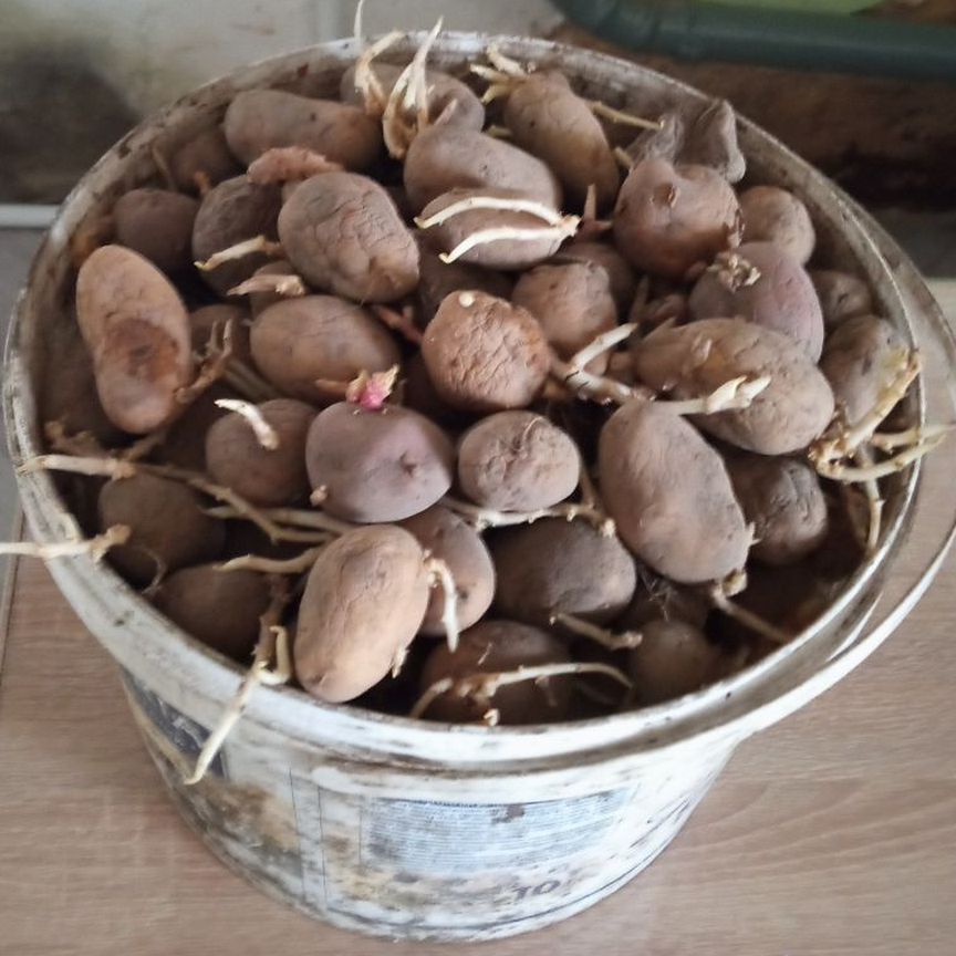 Продам картофель мелкий скоту 50 р за ведро