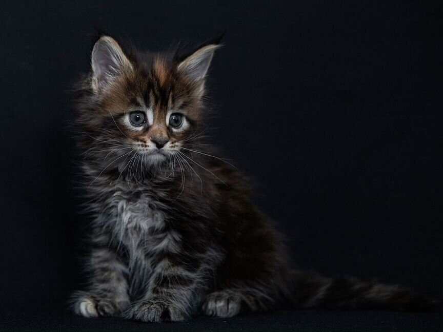 Котята мейн-кун