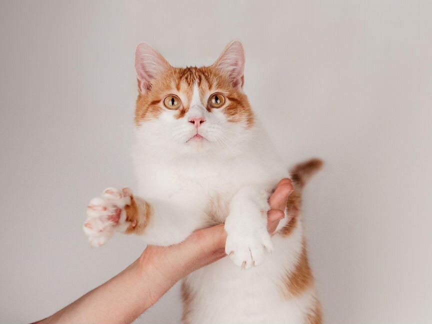 Котик ищет дом