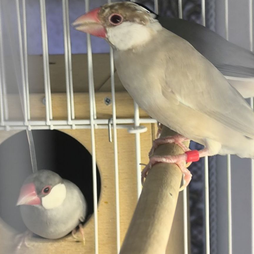 Самка рисовой амадины Обмен
