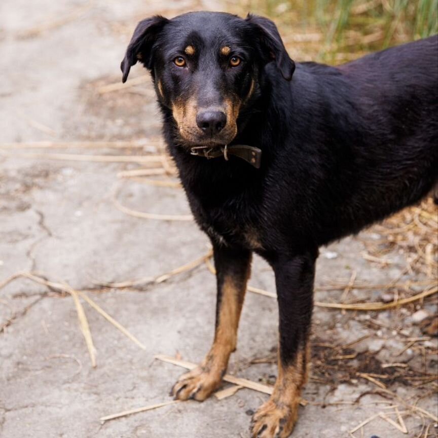 Взрослая собака в добрые руки