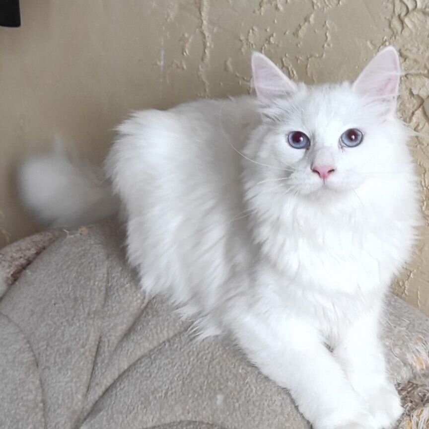 Снежный котяра - улыбака