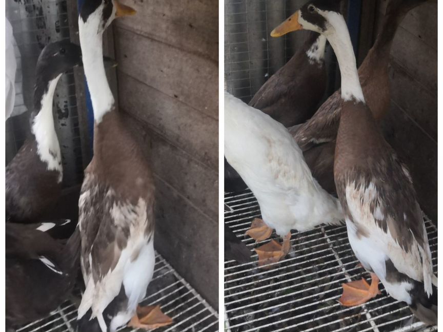 Селезень Индийский бегунок Арлекин