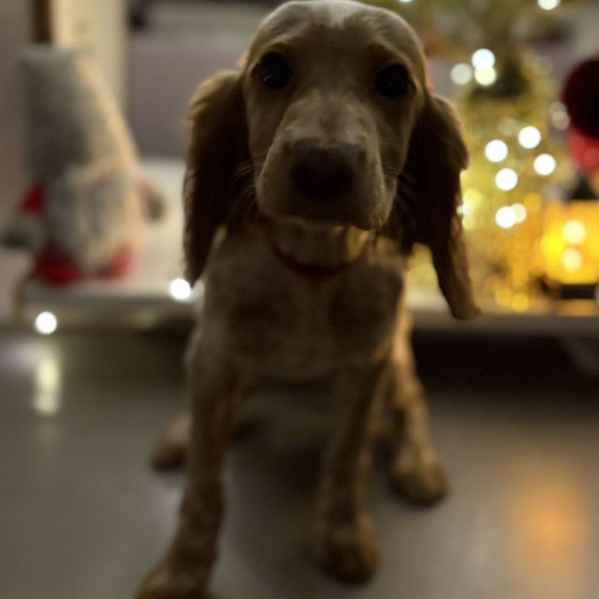 Русский охотничий спаниель, щенок