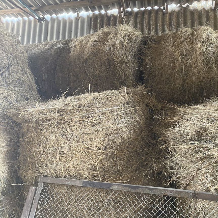 Сено луговое в больших рулонах
