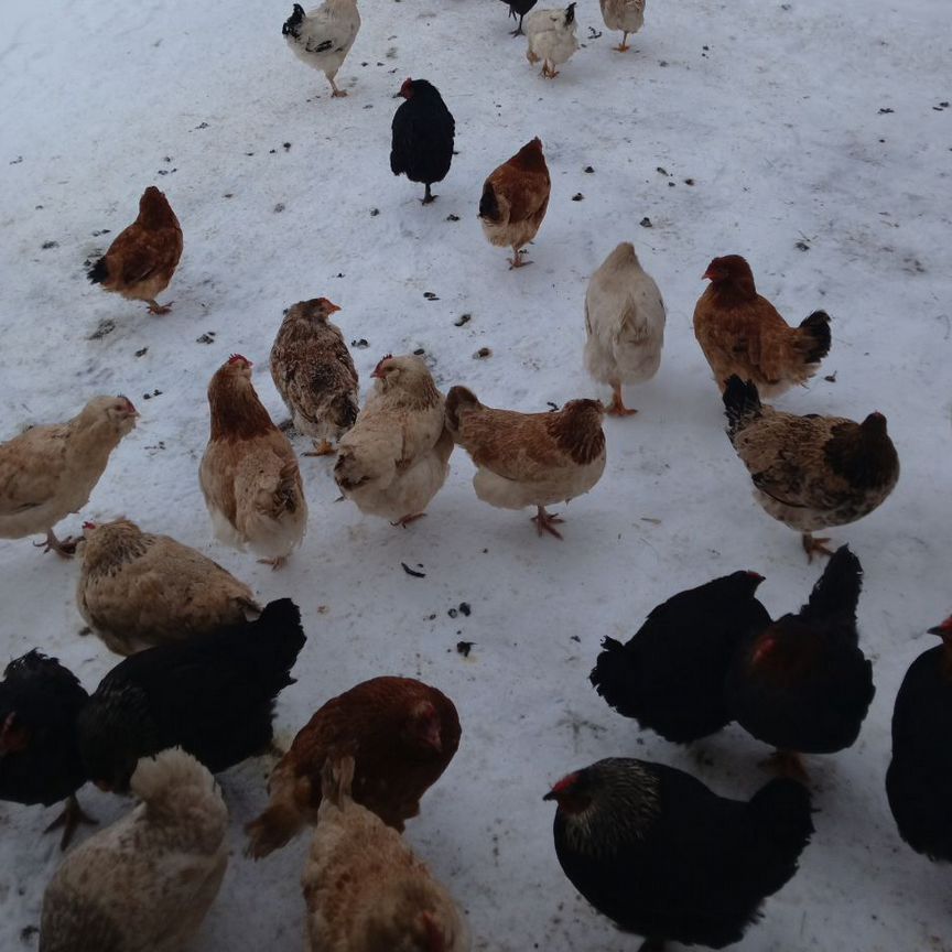 Продам курей