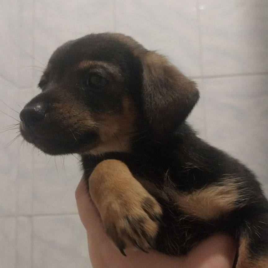 Щенок