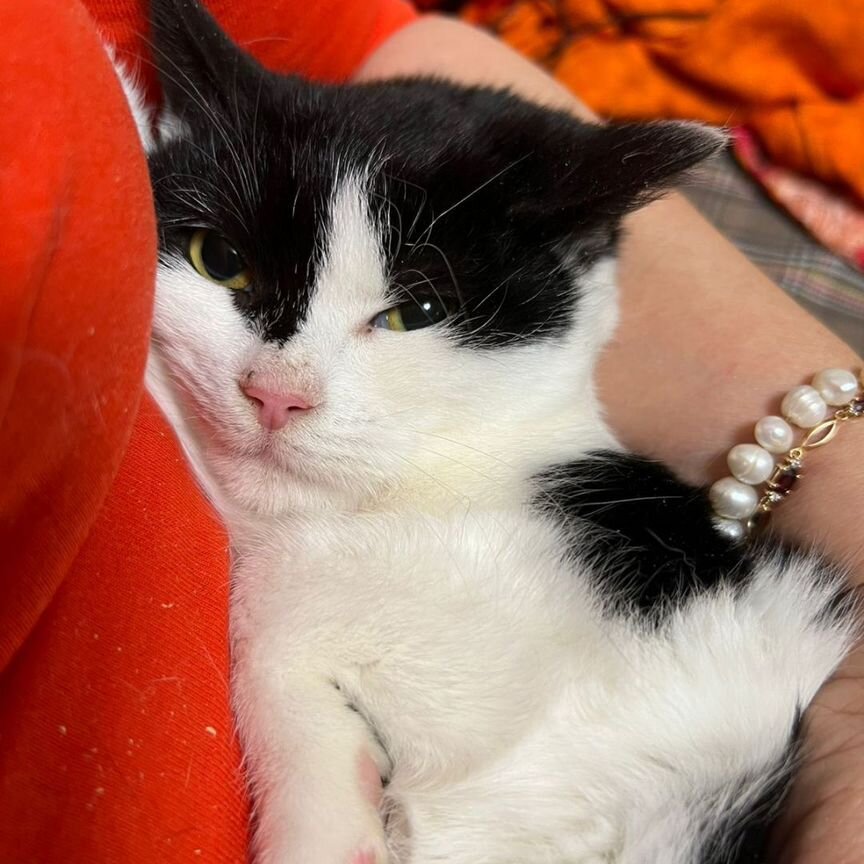 Кошечка 3.5 мес. Спасена с садоводства