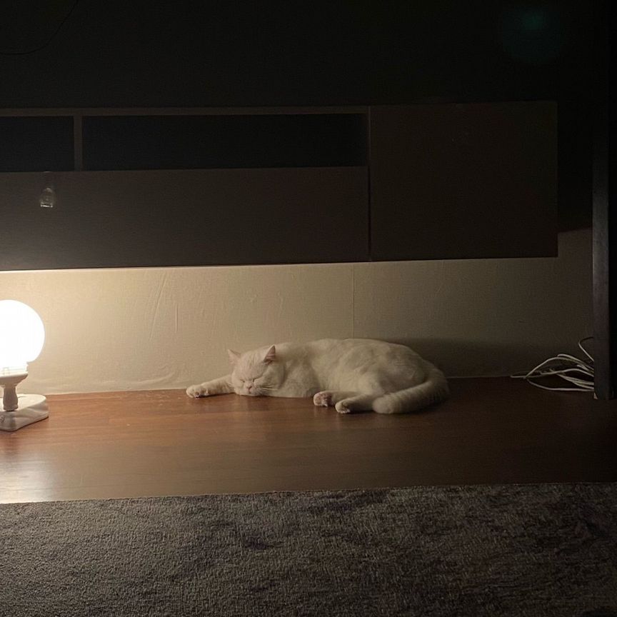 Шотландский прямоухий короткошёрстный котёнок