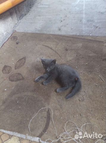 Котята в добрые руки бесплатно