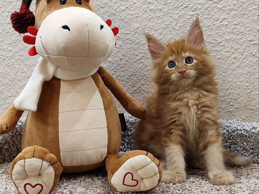 Котята мейн-кун