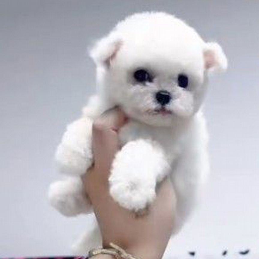 Бишон фризе, щенок