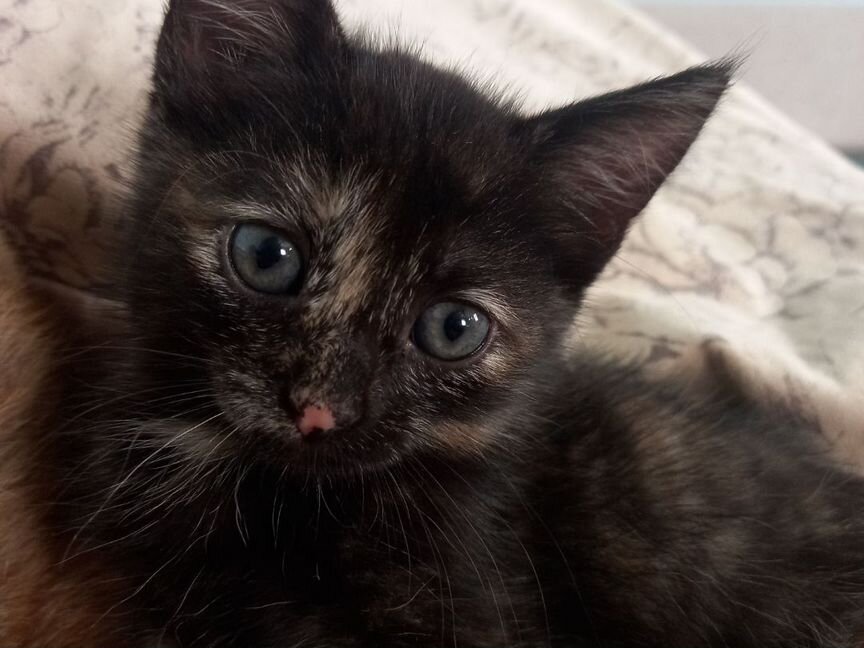Кошка