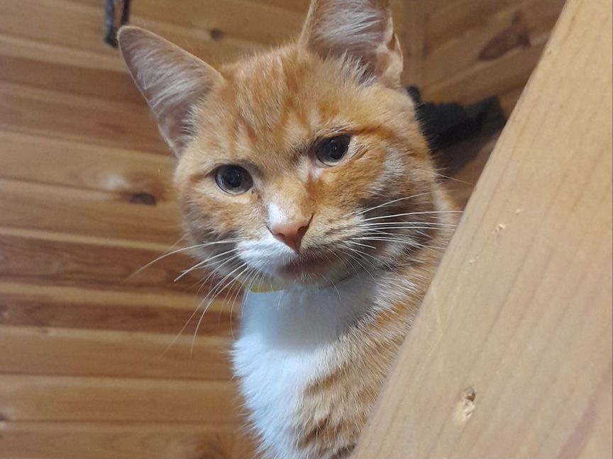 Кошка