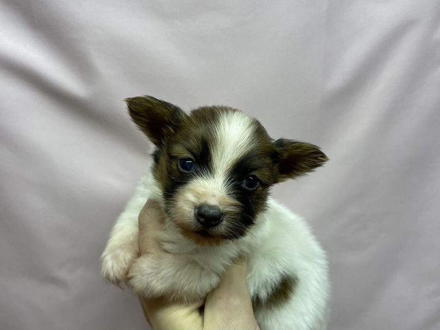 Континентальный той спаниель папийон