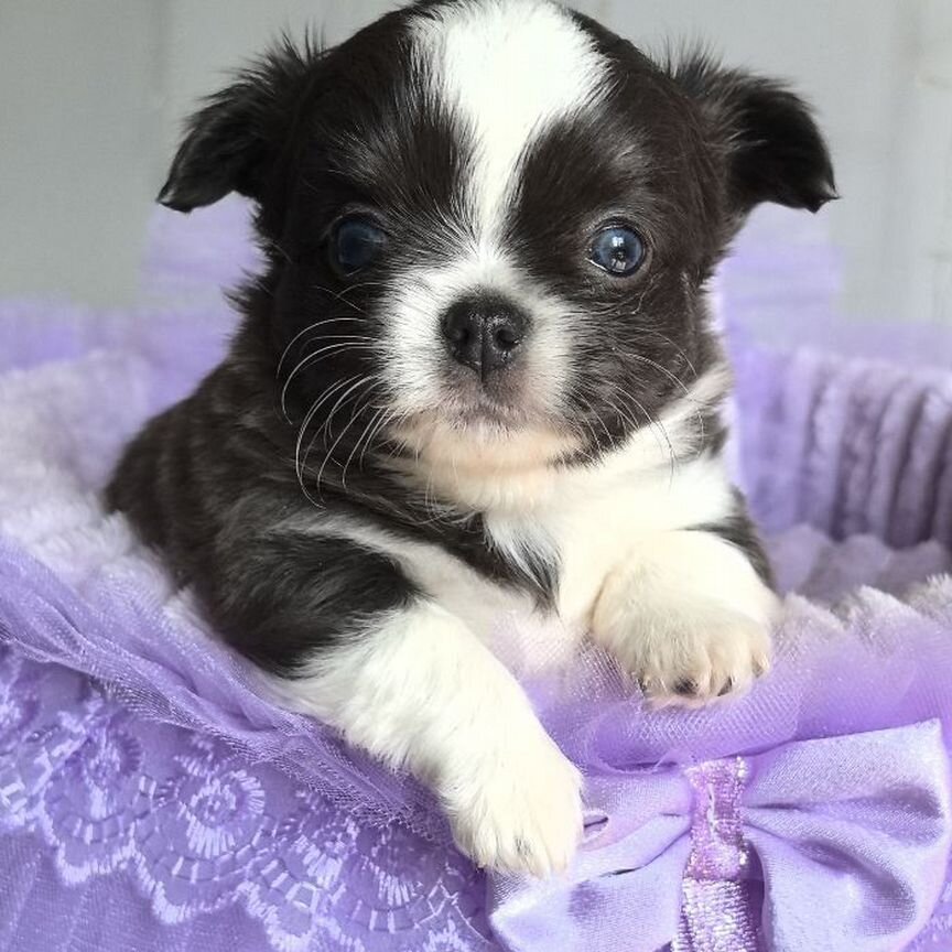 Чихуахуа, щенок