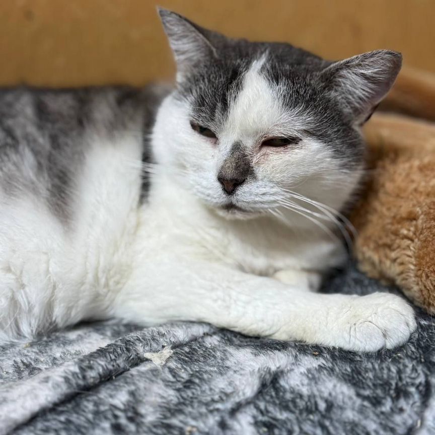 Взрослый кот в добрые руки