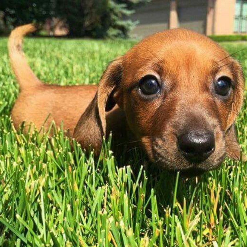 Такса, щенок