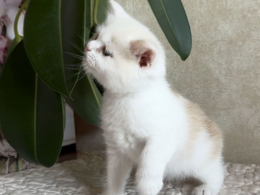 Британский котик шиншилла