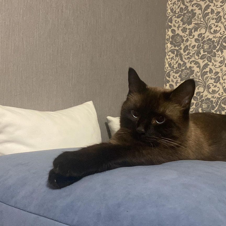 Тайский кот