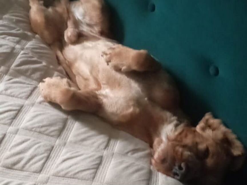 Кокер спаниель английский