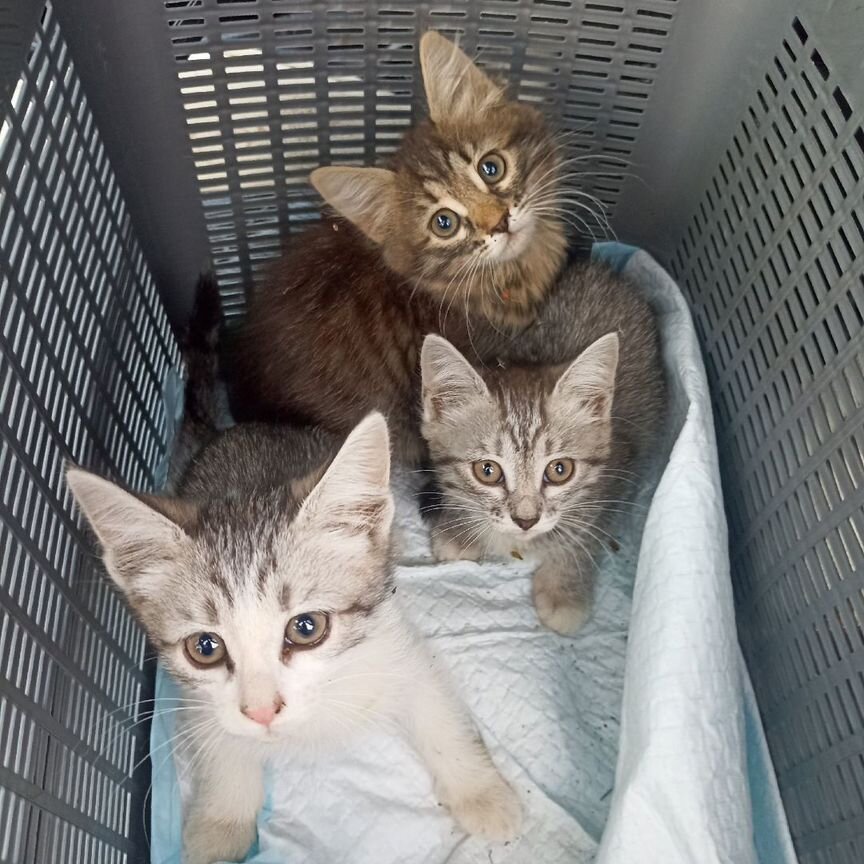 Котята в добрые руки