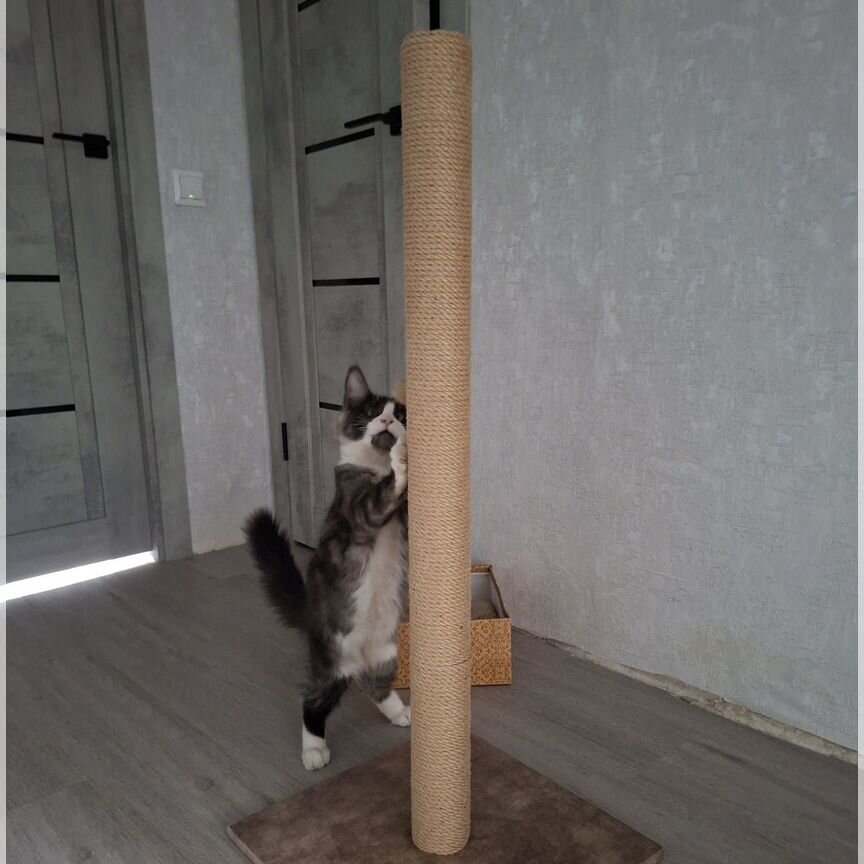 Мейн-кун котёнок