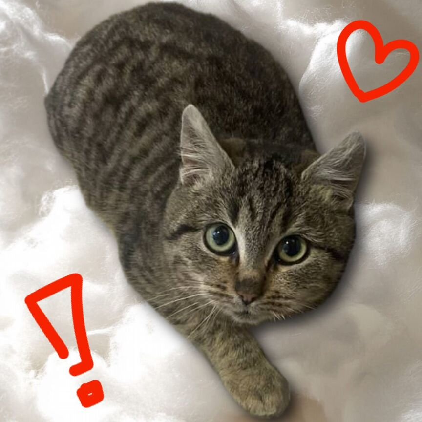 Кошка плюша скоро будет жить на улице
