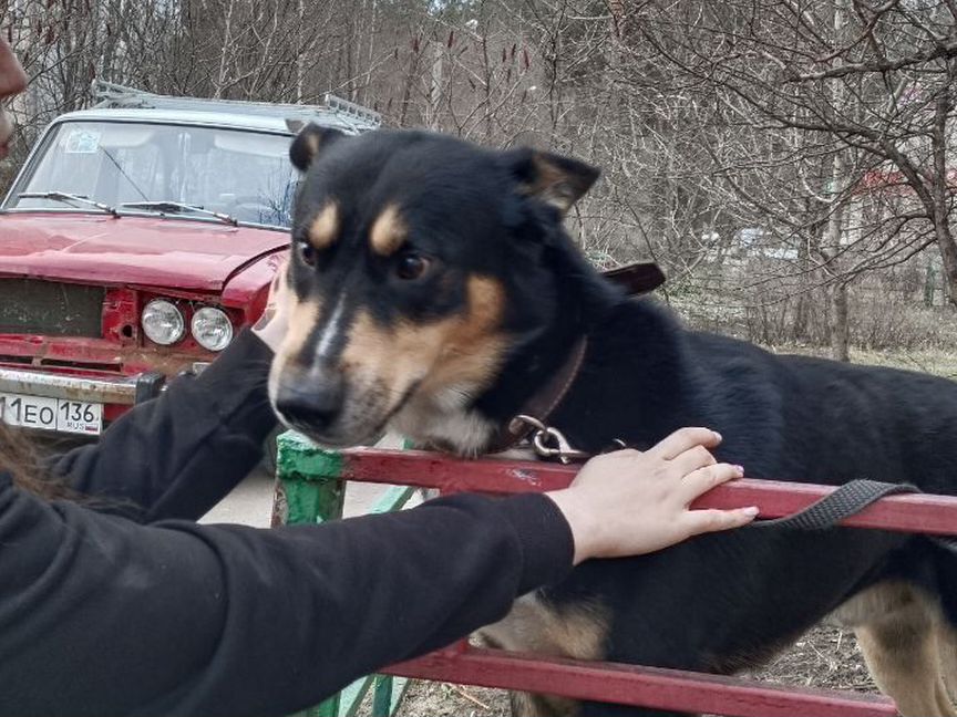 Помесь хаски и маламут