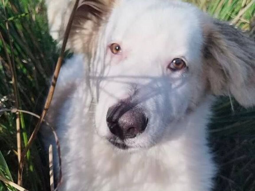 Метис маламута в добрые руки