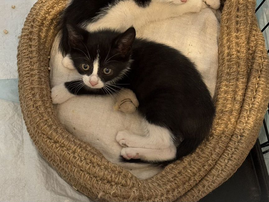 Котята очень хотят домой