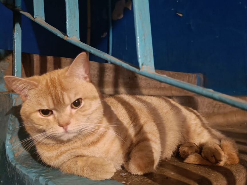 Рыжий британский кот