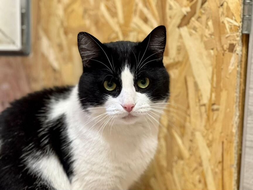 Котик Барон грустит в приюте