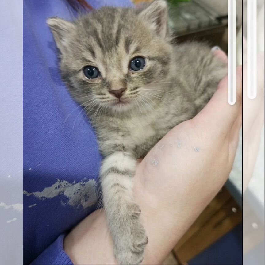 Котеноу от сиамской кошки