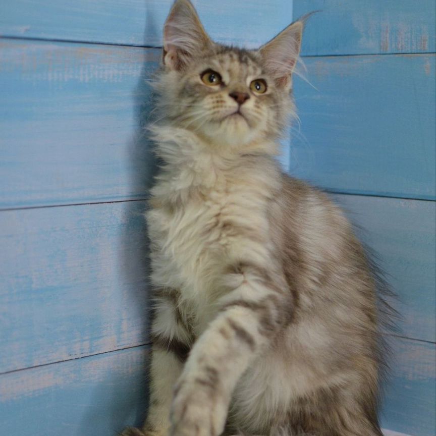 Мейн-кун котёнок