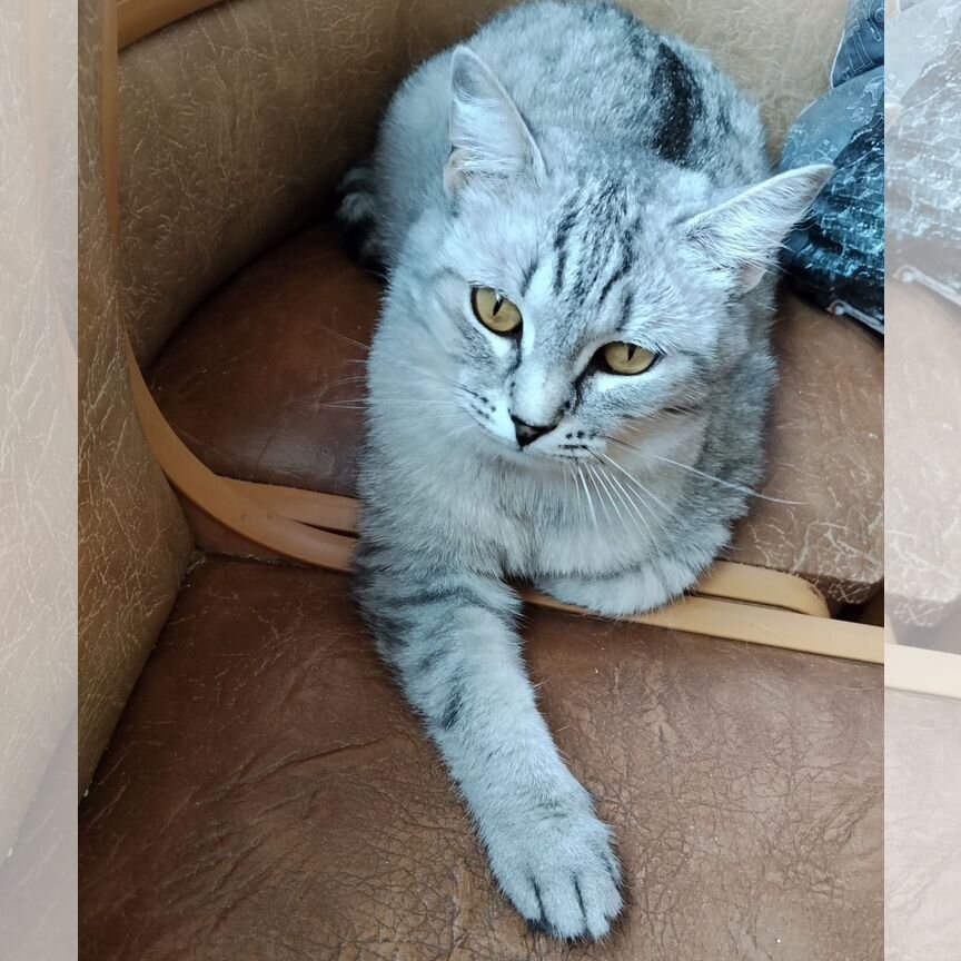 Шотландская прямоухая короткошёрстная, взрослая кошка