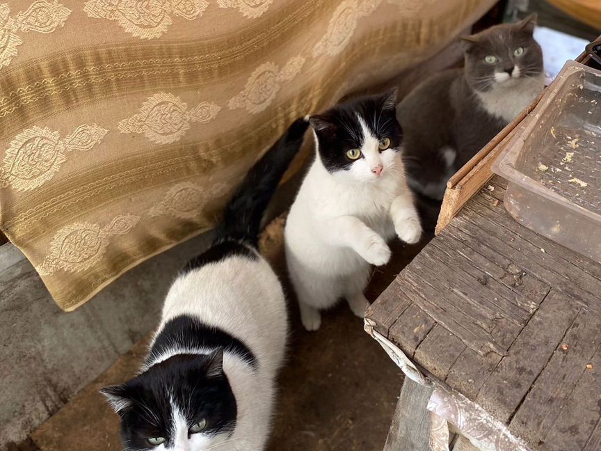Коты, кошки погибают в СНТ