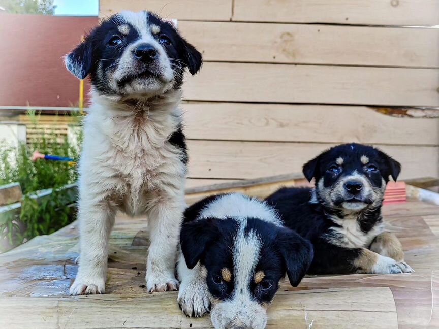 Щенки выкинуты очень нужен дом
