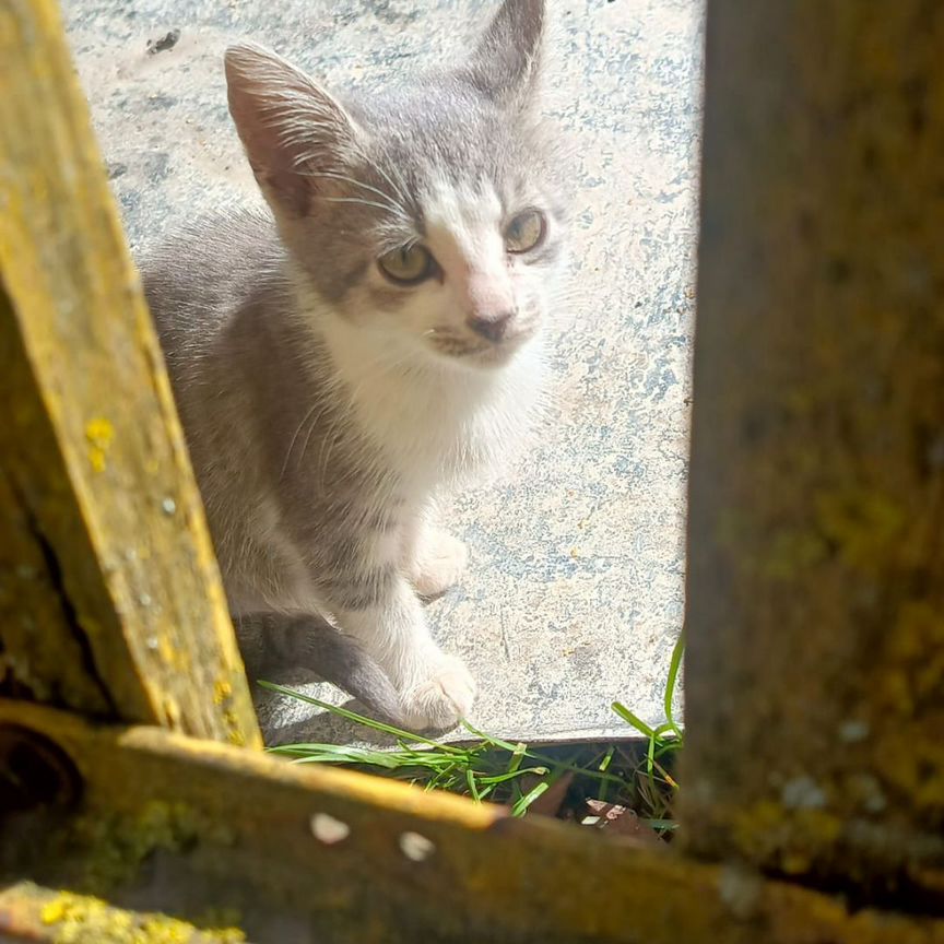 Котята