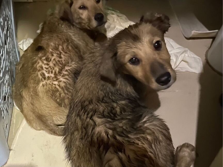 Добрые и ласковые щенки ищут дом