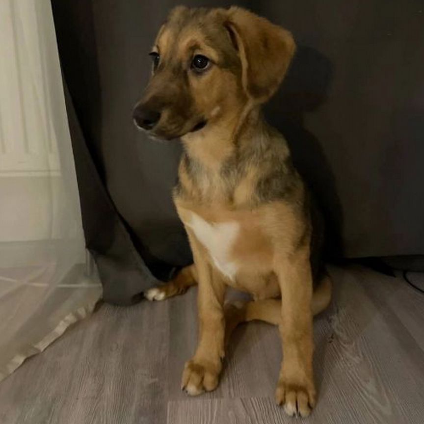 Пристраиваю щенка