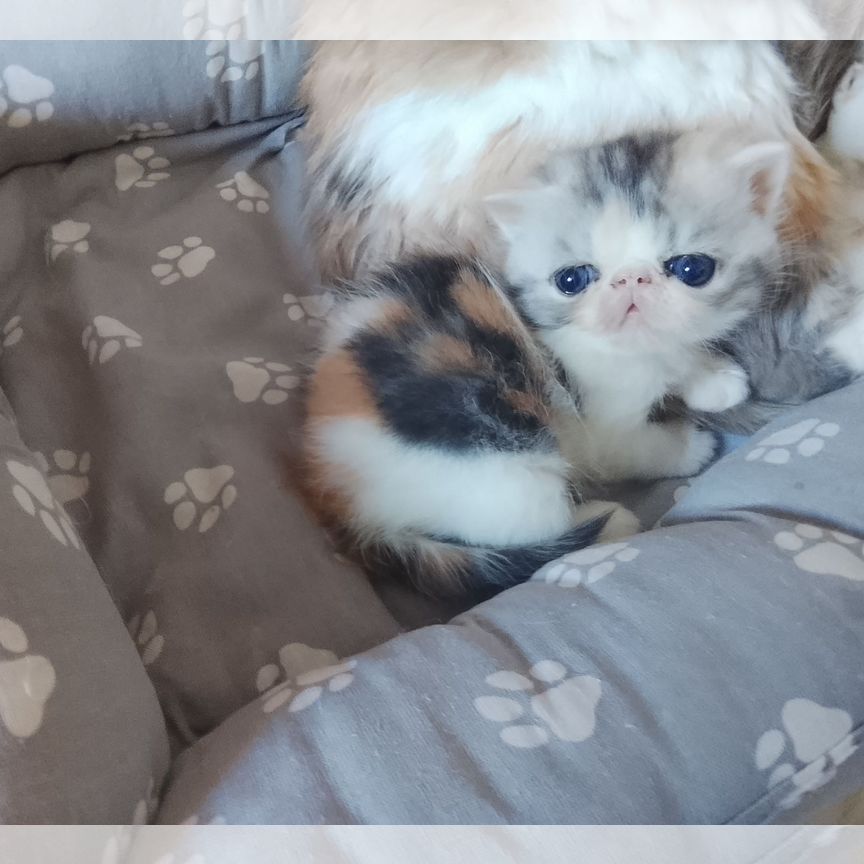 Экзотический короткошёрстный котёнок