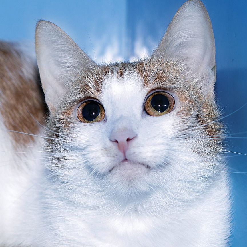 Харизматичная Нефертити ищет фараона