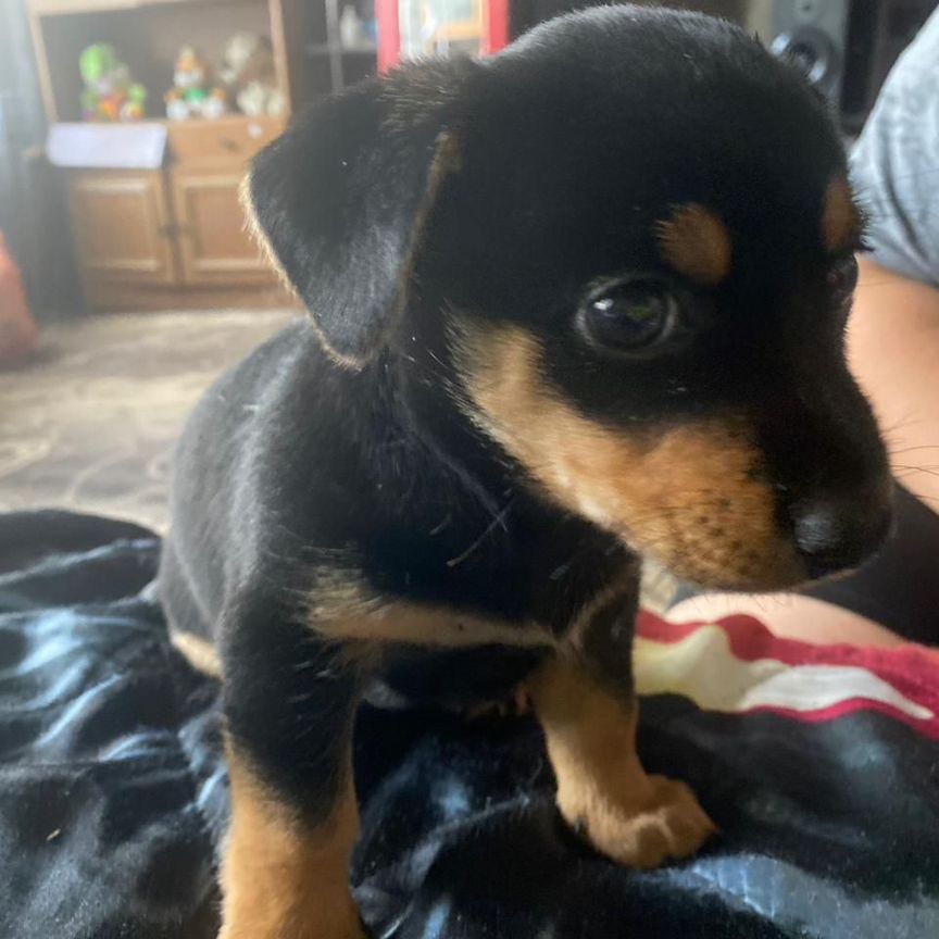 Той-терьер щенки