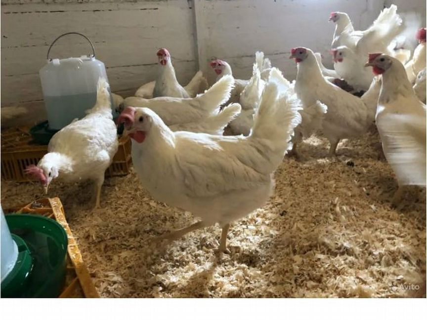 Куры несушки