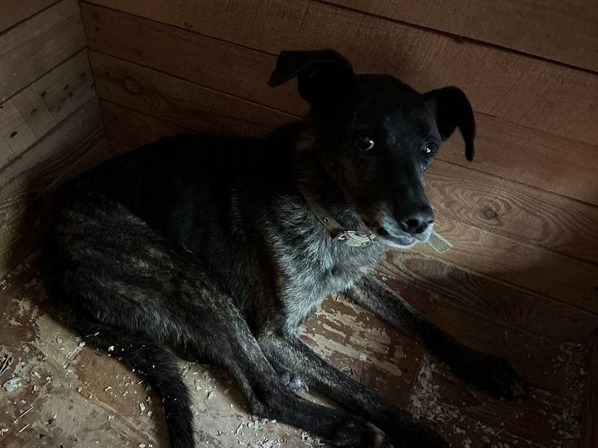 Спасите Бучу собака из приюта