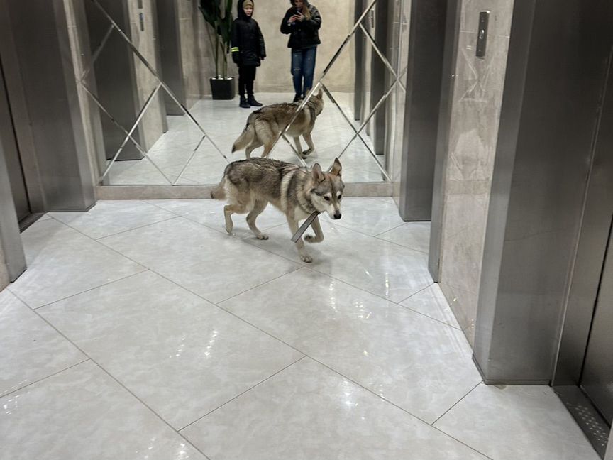 Найдена собака