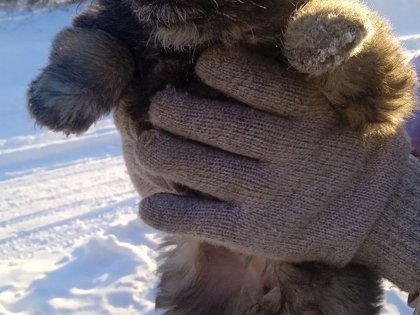 Щенки