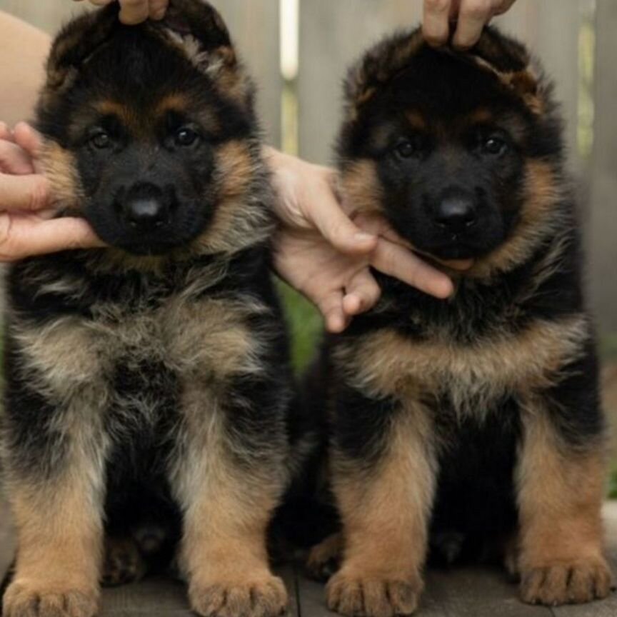 Щенки немецких овчарок